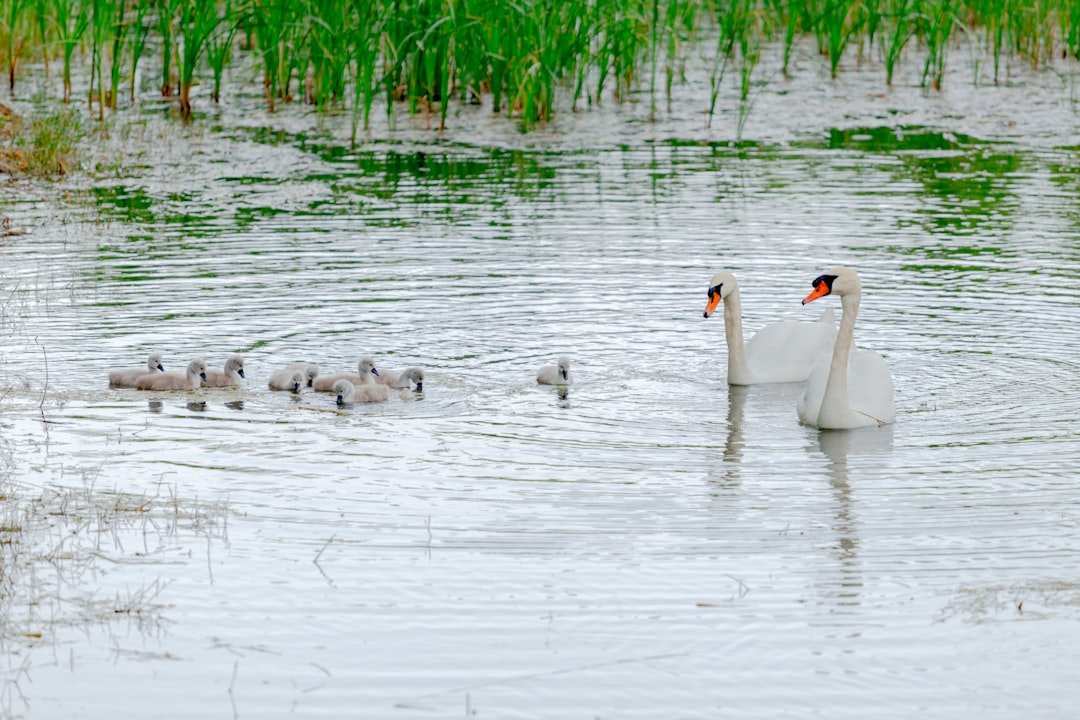 Molly Water Parameters for Breeding: Essential Tips for Success - Top ...