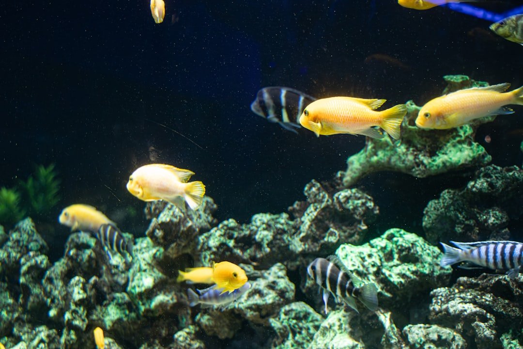 Proper Aquarium Maintenance for Species-Specific Tanks: Essential Tips ...