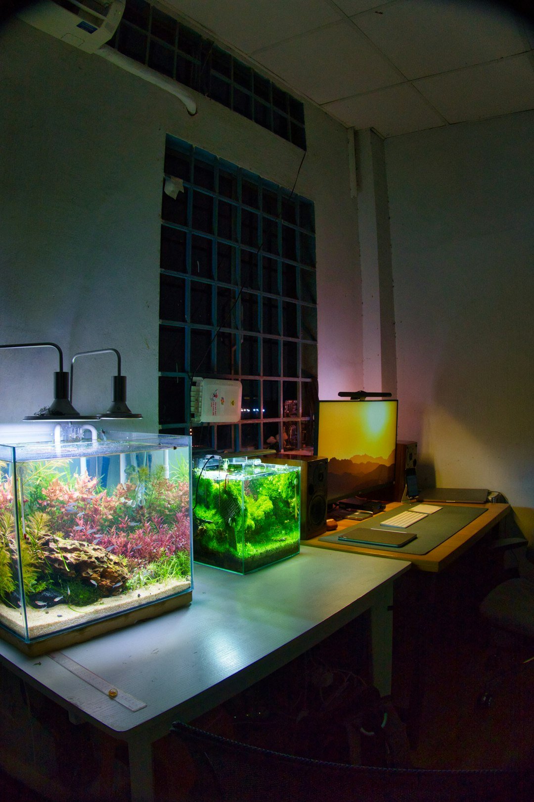 Proper Lighting for Freshwater Species: Ultimate Guide for Vibrant ...