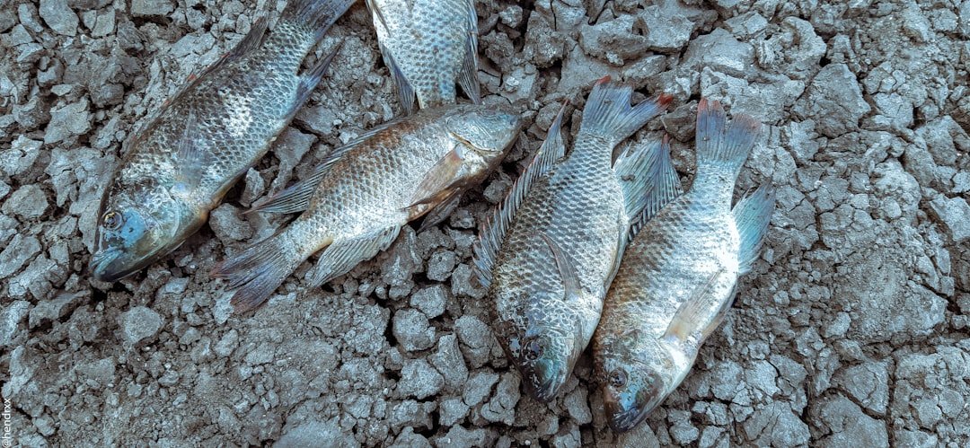 Sinking Pellets for Catfish: Ultimate Guide to Boost Your Catch - Top ...